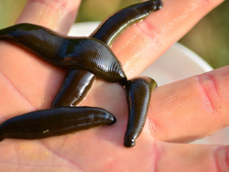 Understanding Leeches as Bass Forage – It’s about the Allure