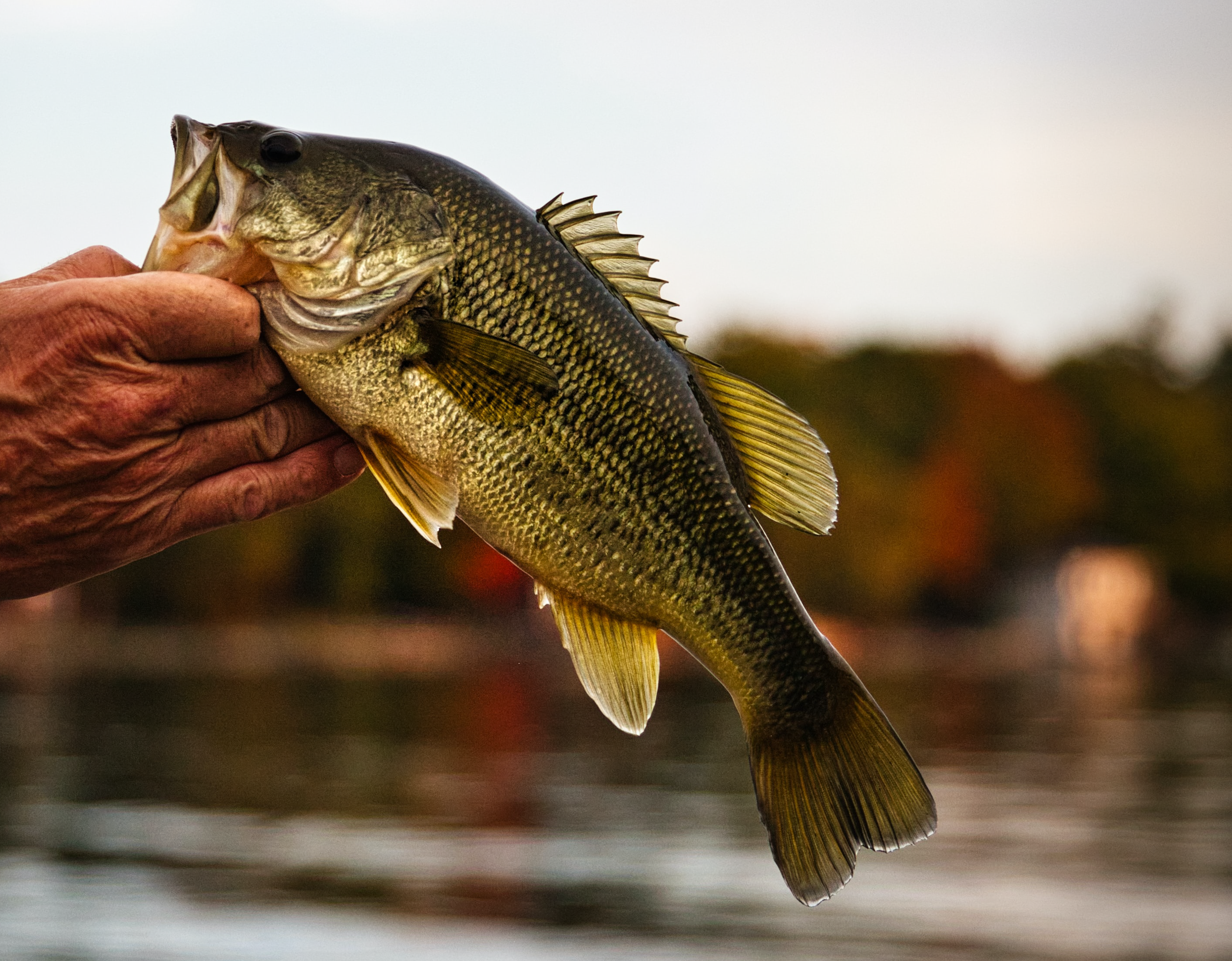 Understanding Bass Primer – It’s about the Allure